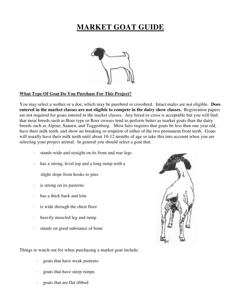 Market Goat Guide: What Type of Goat Do You Purchase For This Project ...