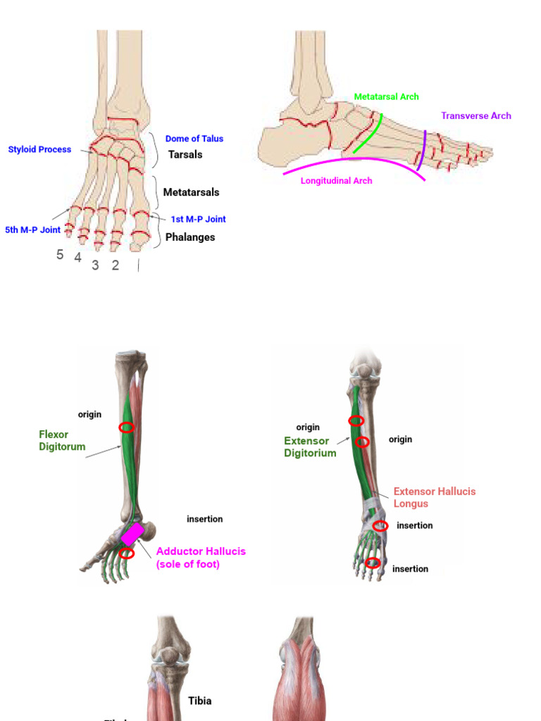 Anatomy of Foot and Hand Bones | PDF