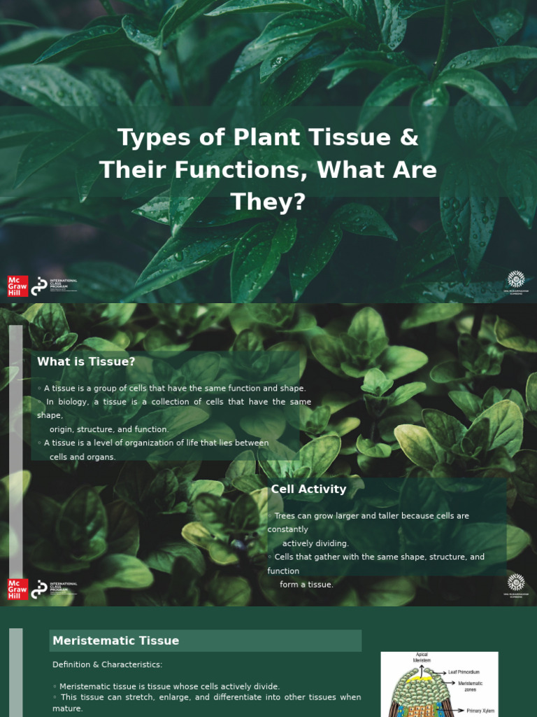 Plant Tissue Types and Functions Explained | PDF | Tissue (Biology ...