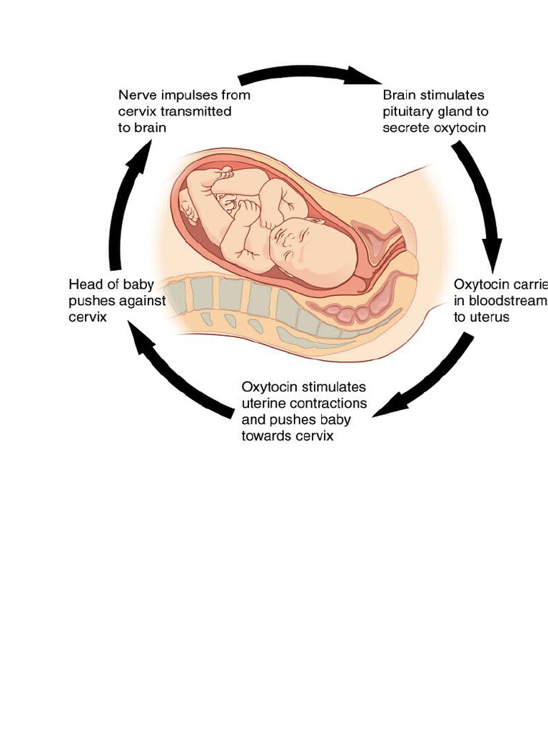 Positive and Negative Loop | PDF