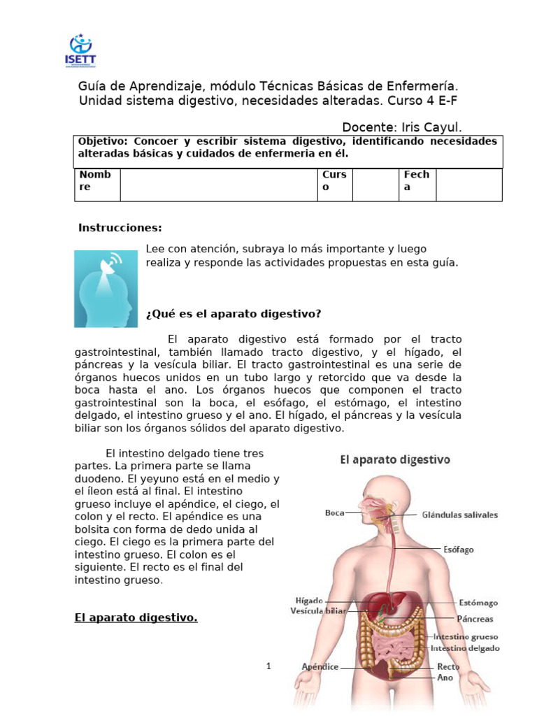 GUIA 4° E Y F Que Es El Aparato Digestivo 2020 | PDF | Digestión ...