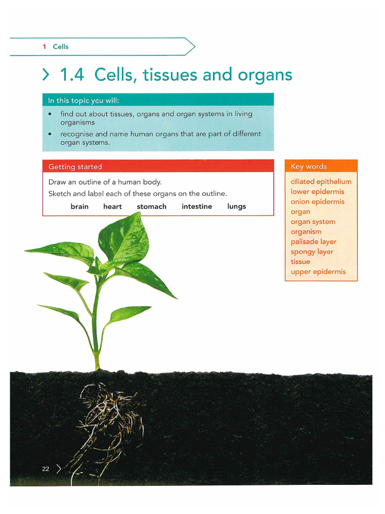 1.4 Cells, Tissues, And Organs | PDF