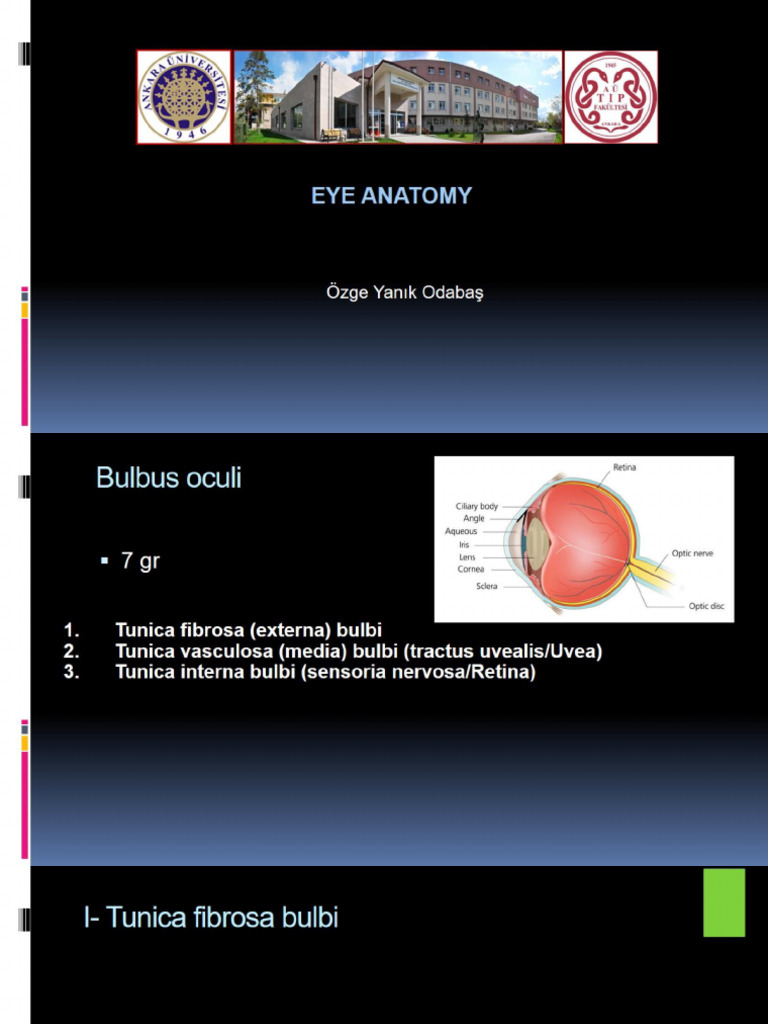 (07.02.2023) Anatomy of the Visual System | PDF
