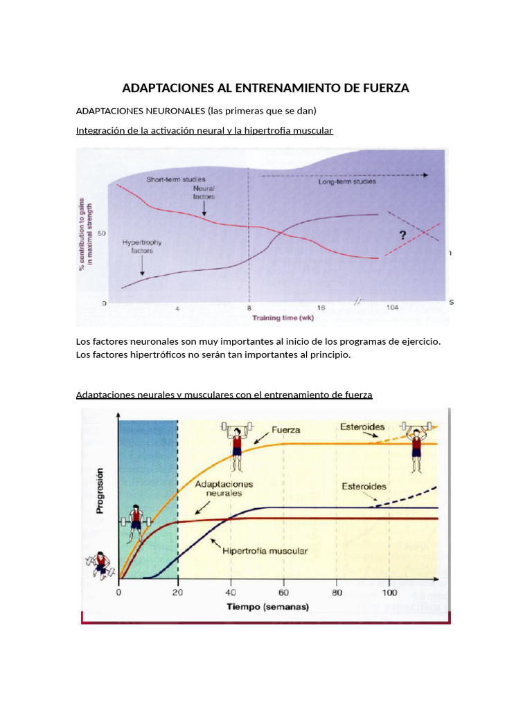 Adaptaciones del Entrenamiento de Fuerza | PDF | Músculo | Bioquímica