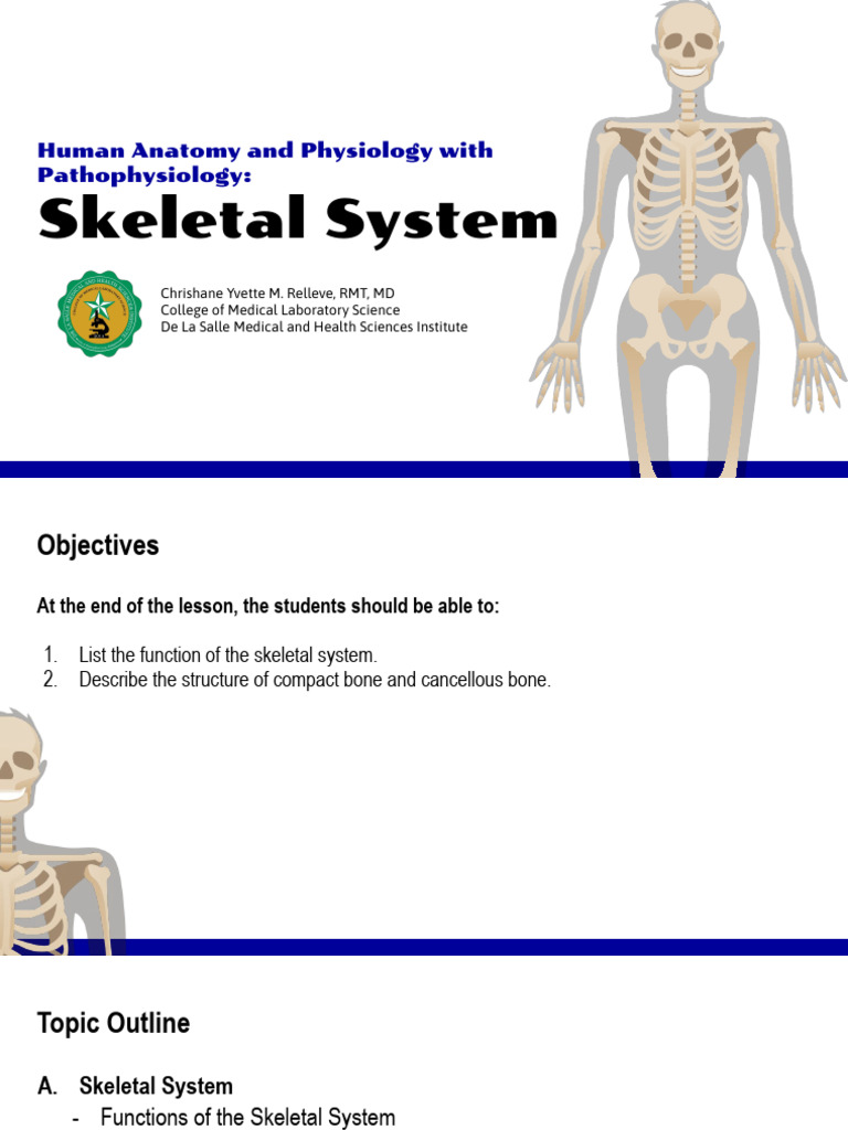 Skeletal System Overview and Functions | PDF | Vertebra | Bone