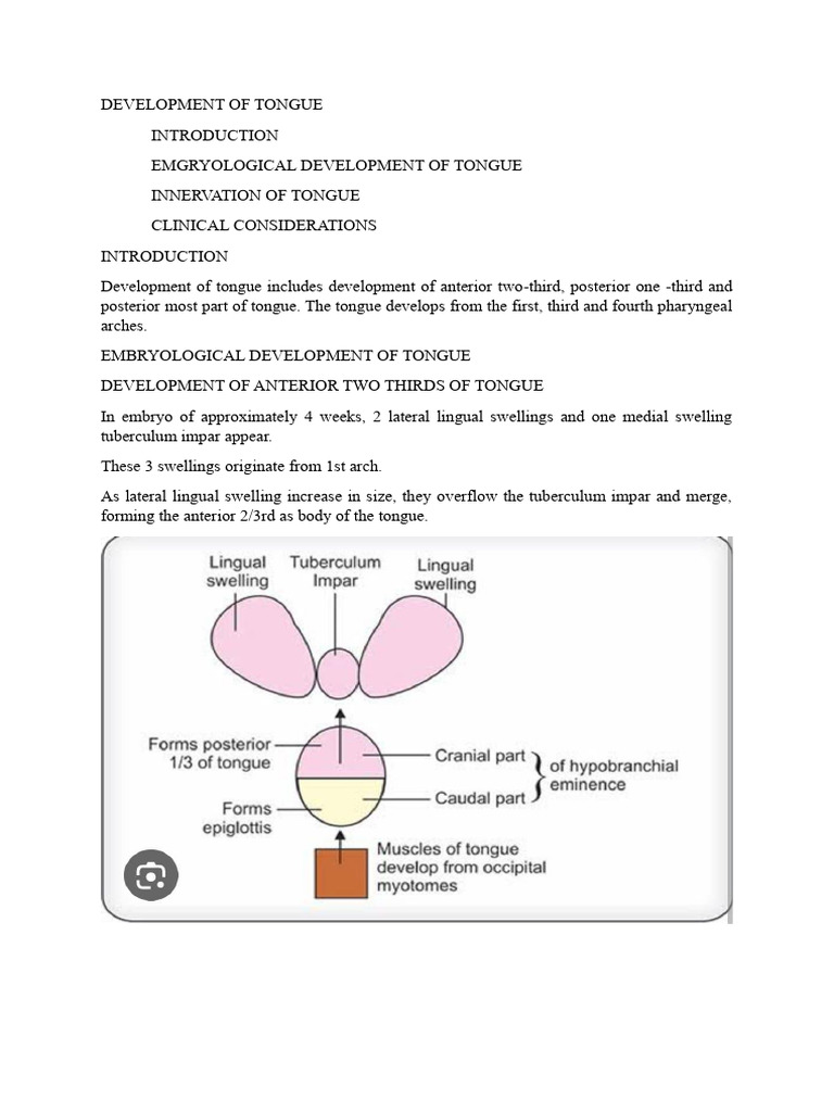 Development of Tongue-1 | PDF