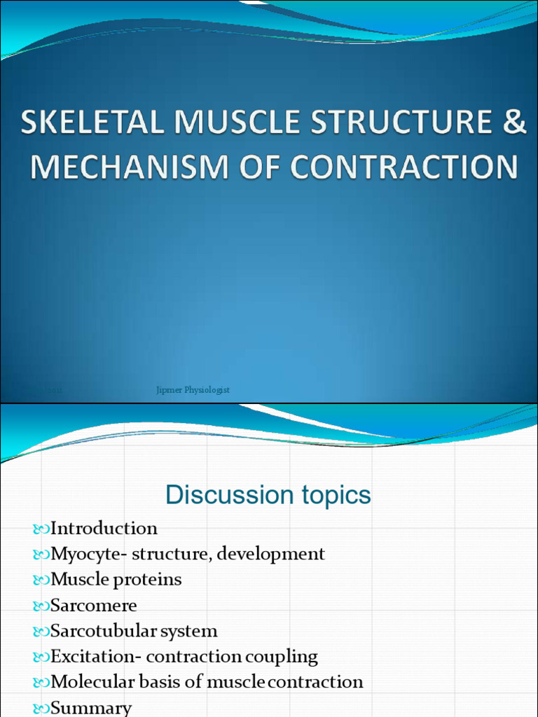 Muscle Contraction. (1) | PDF | Muscle Contraction | Actin