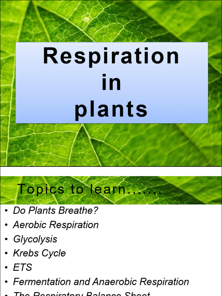 Plant Respiration: Processes and Pathways | PDF | Cellular Respiration ...