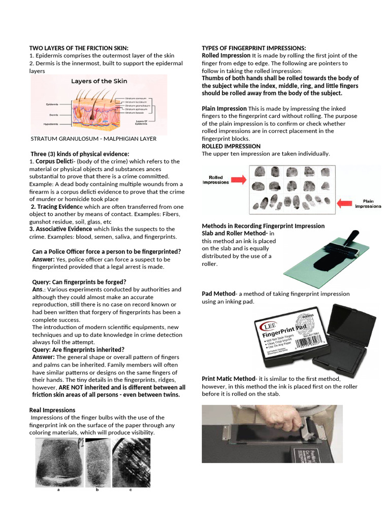 Two Layers of the Friction Skin | PDF | Fingerprint | Epidermis
