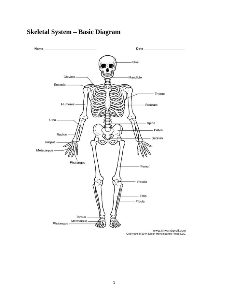 Skeletal System Overview Diagram | PDF