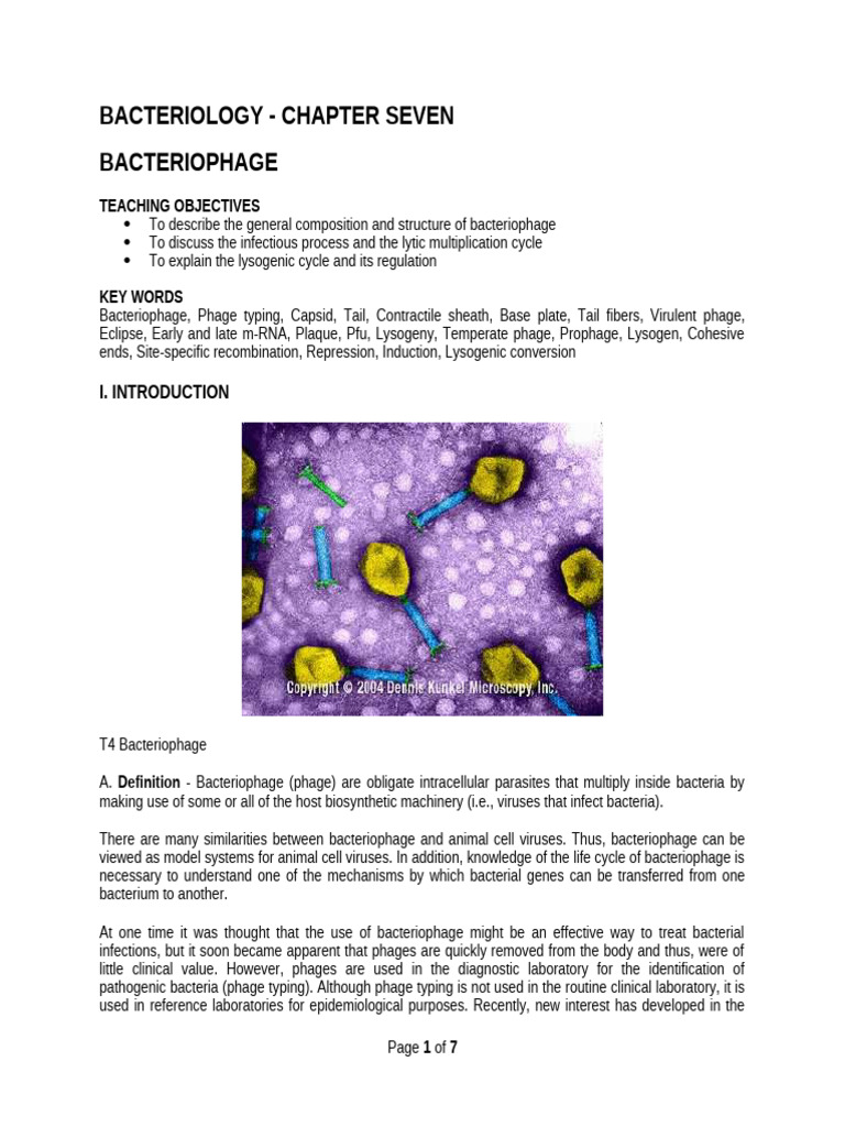 Chapter 7 Bacteriophage | PDF | Bacteriophage | Biochemistry