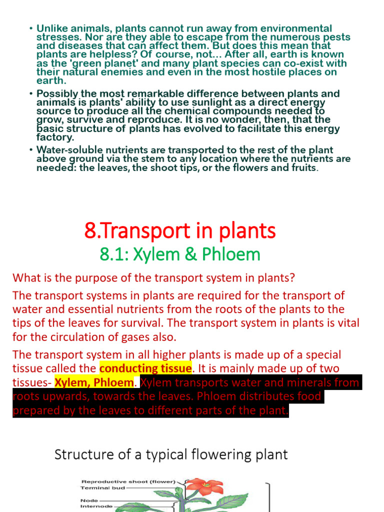 Plant Transport Systems Explained | PDF | Plant Stem | Root