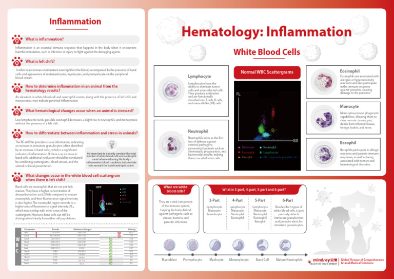 Understanding White Blood Cells and Inflammation | PDF | White Blood ...