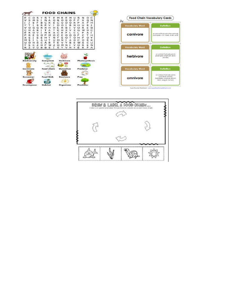 Food Chain 1 | PDF