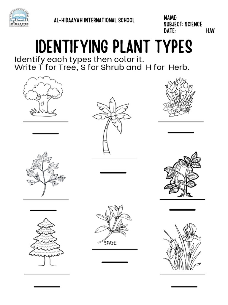 Identifying Plant Types Activity | PDF