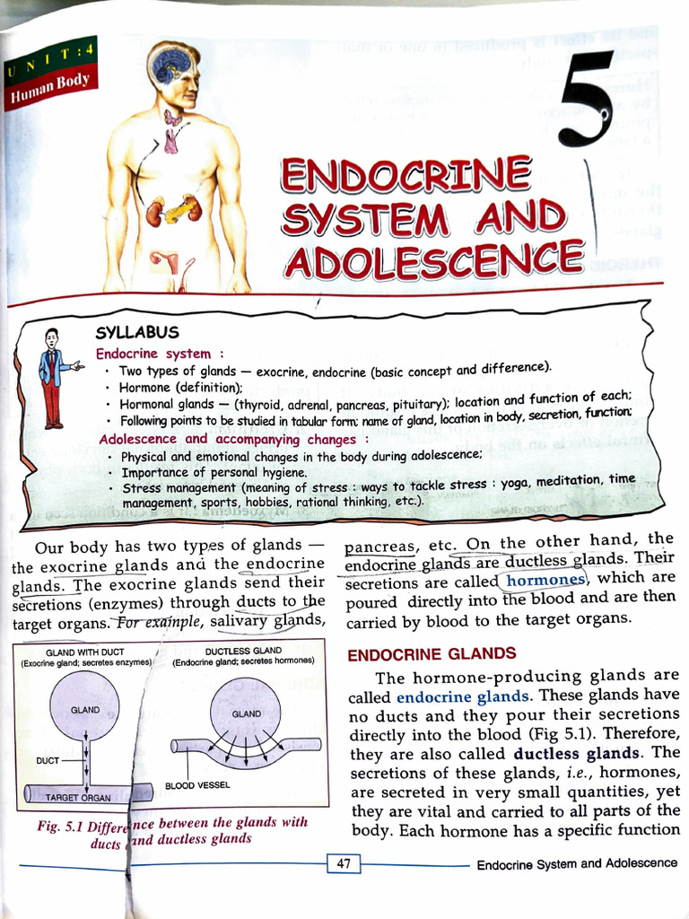 Endocrine System Overview and Adolescence | PDF | Pancreas | Glucose