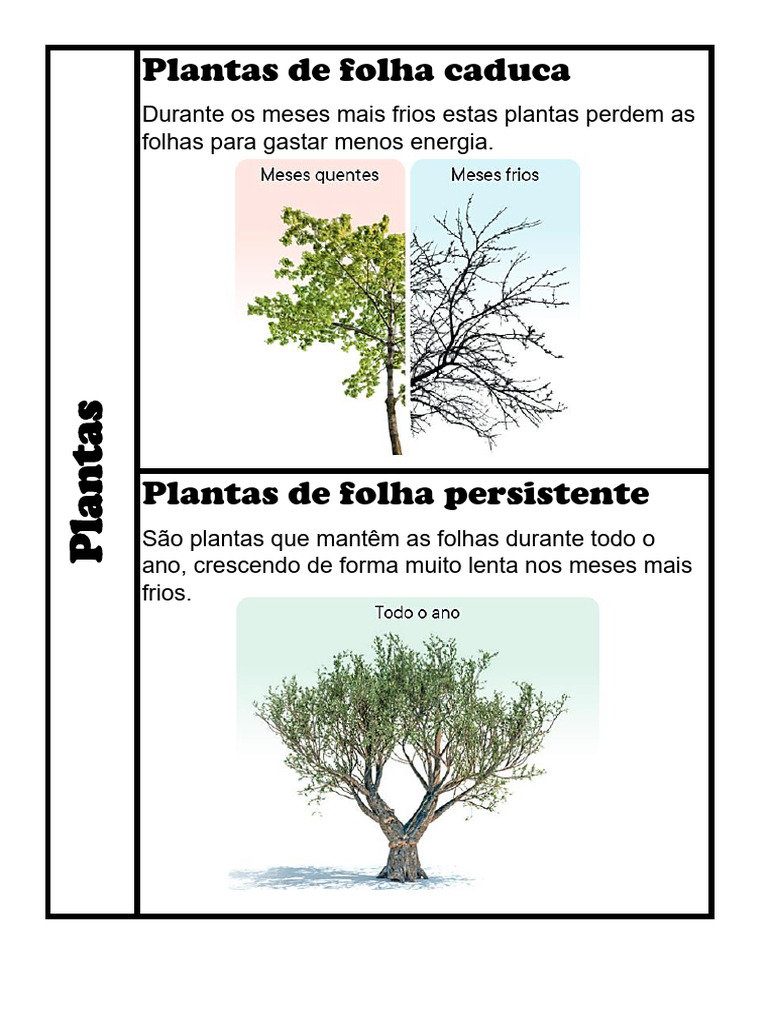 As Plantas de Folha Caduca e Persistente | PDF