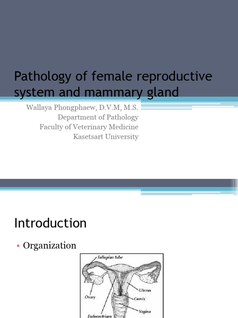 Female Reproductive Pathology Overview | PDF | Ovary | Medical Specialties