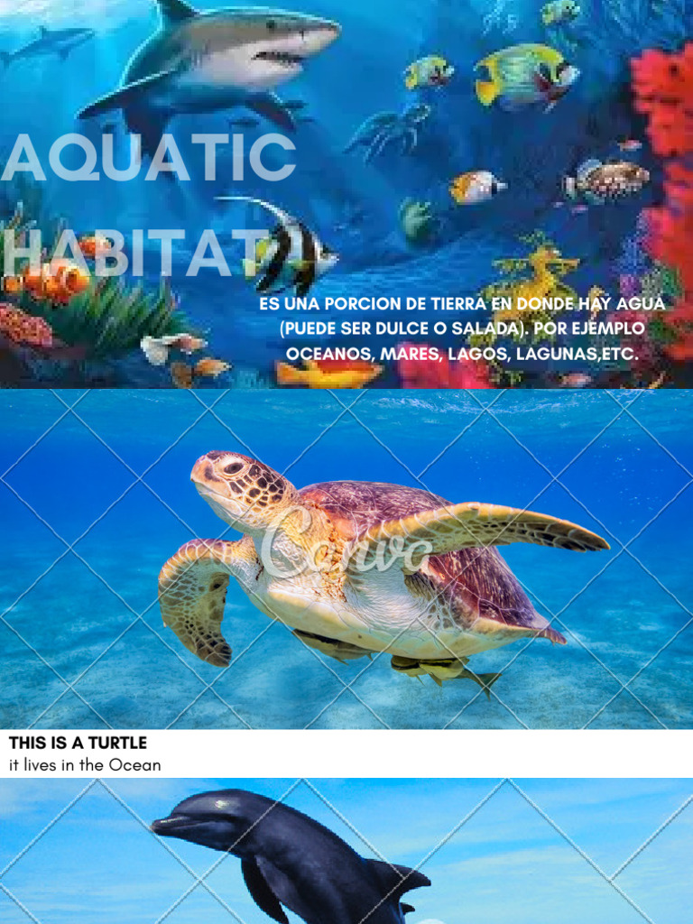 Aquatic Habitats and Their Inhabitants | PDF