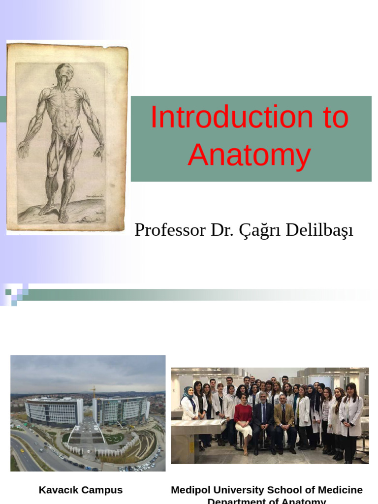 Anatomy Overview and Terminology Guide | PDF | Anatomical Terms Of ...