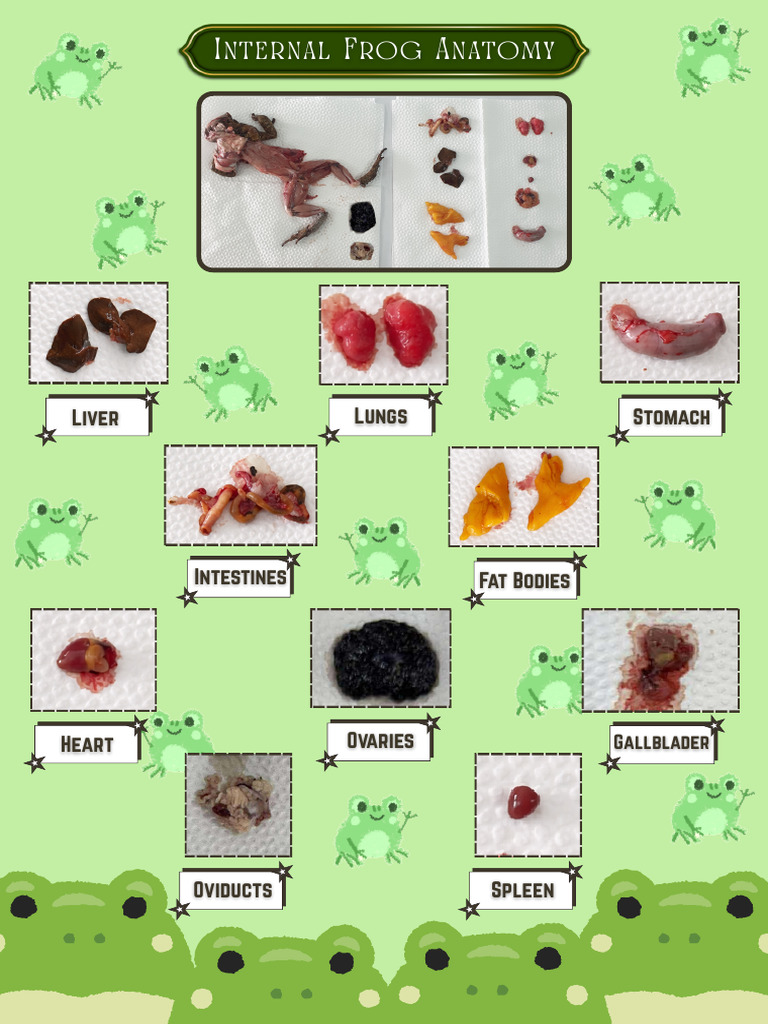 Parts-of-an-Frog_20260104_152506_0000 | PDF