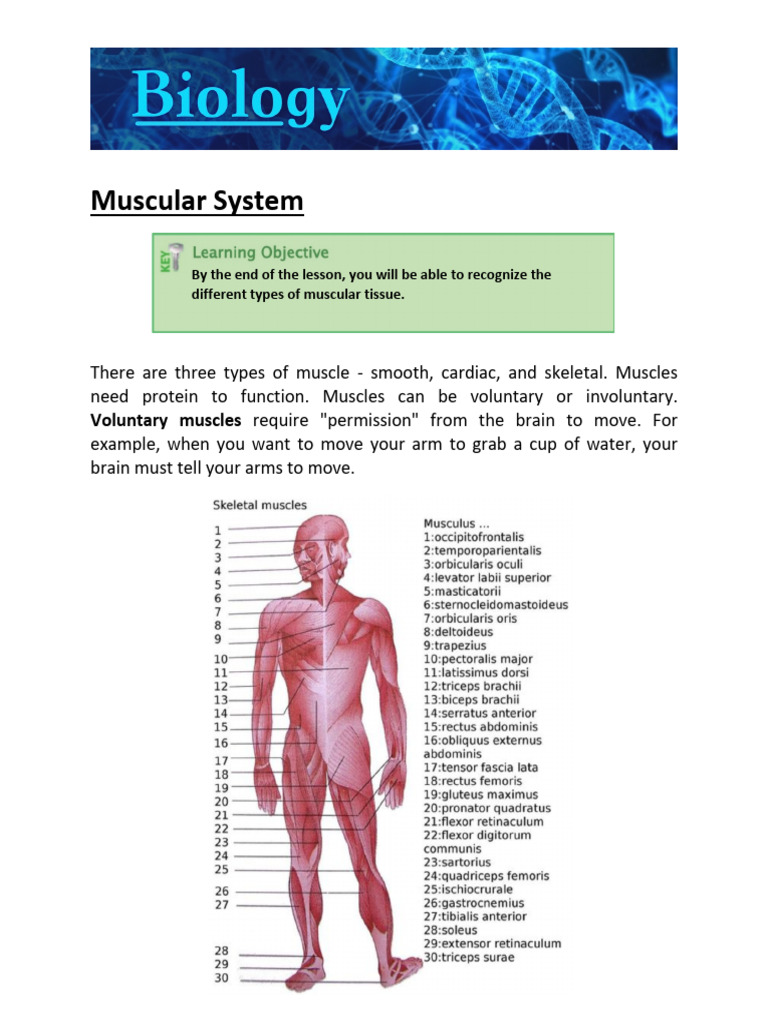 Muscular System | PDF | Muscle | Skeletal Muscle