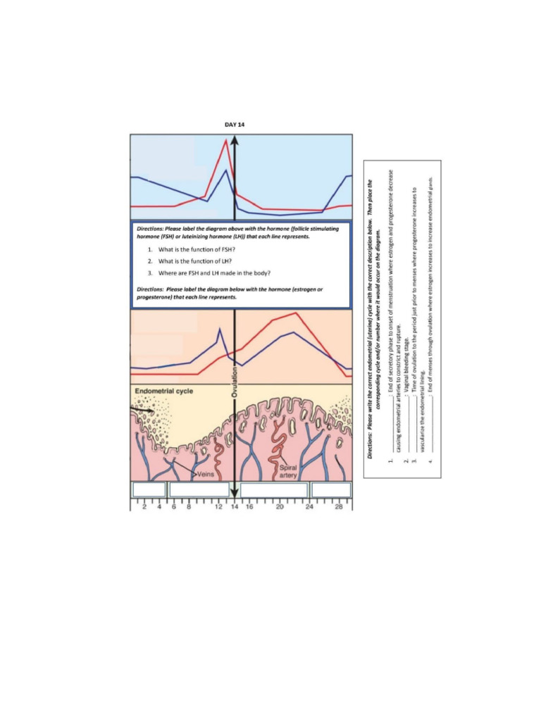 FSH and LH Functions in Ovarian Cycle | PDF