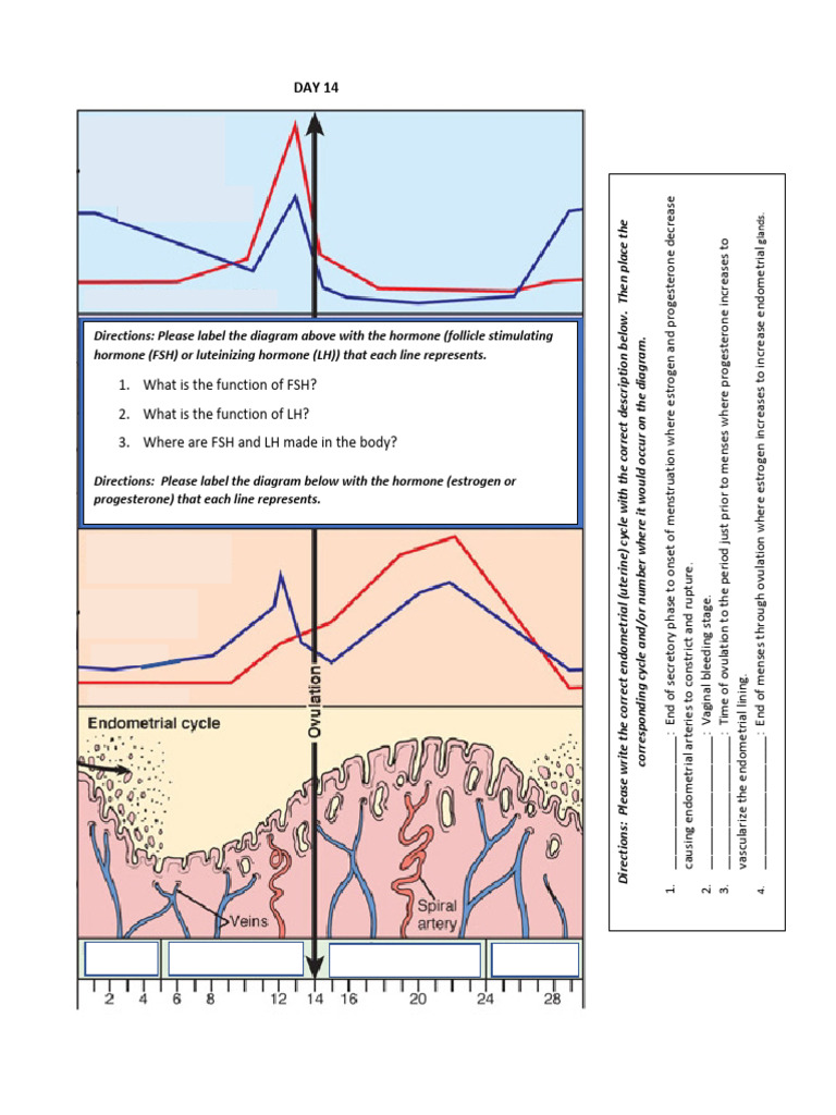 Hormones and Uterine Cycle Explained | PDF | Menstrual Cycle ...
