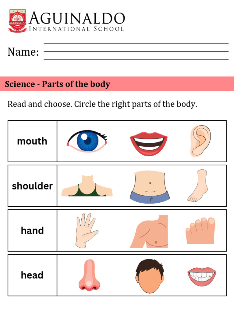 BBB - Science Parts of the Body | PDF