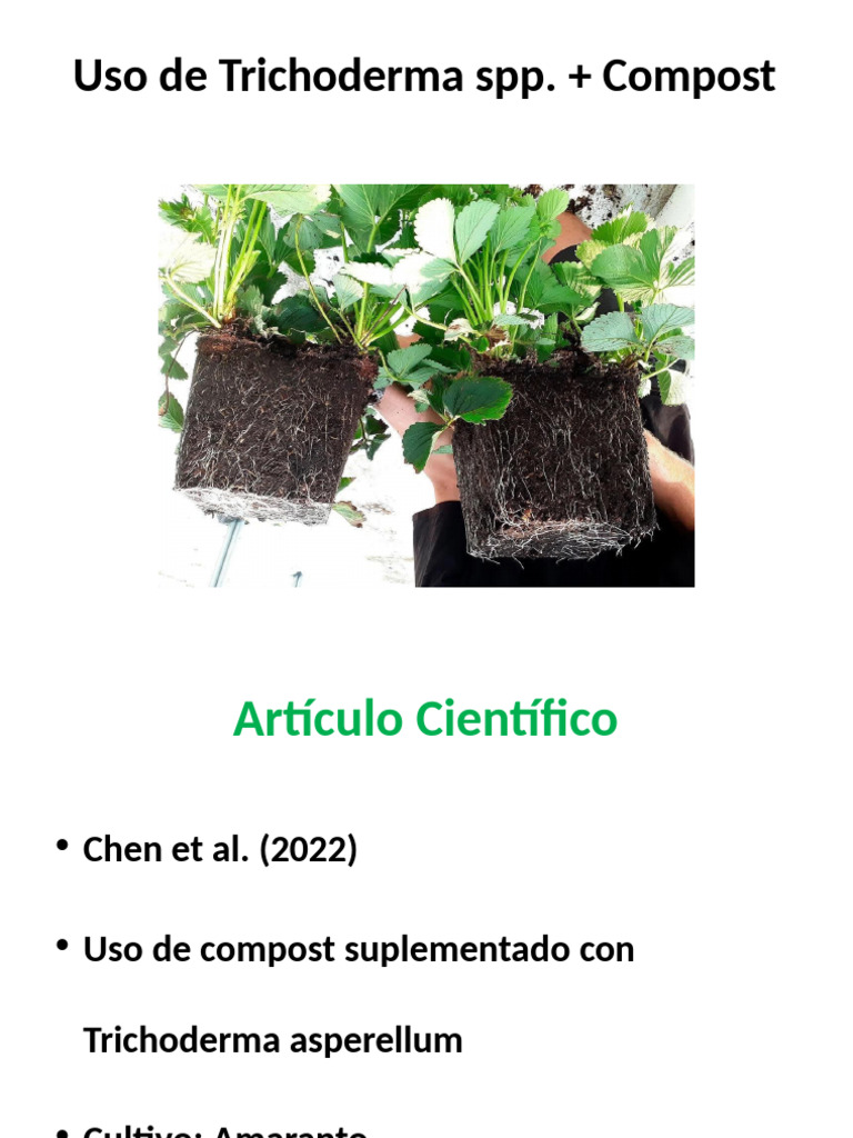 Uso de Trichoderma Spp. + Compost | PDF