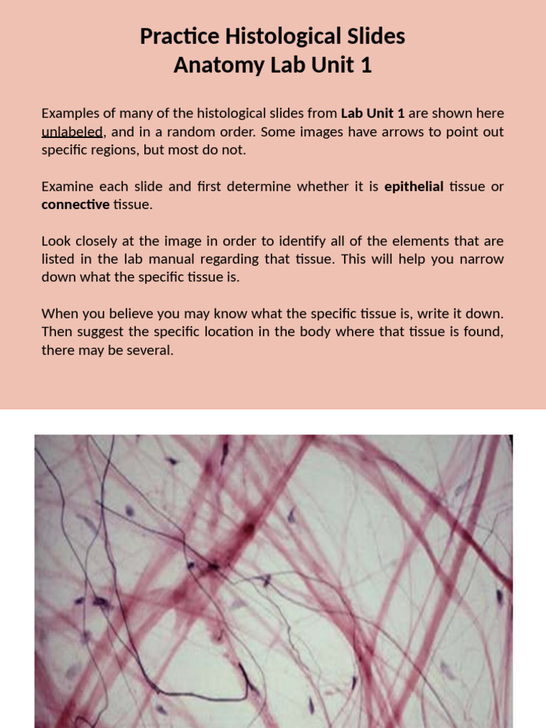 #6 Practice Histology Images | PDF
