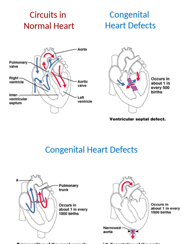 Heart Circuits and Blood Components | PDF | White Blood Cell | Blood Plasma