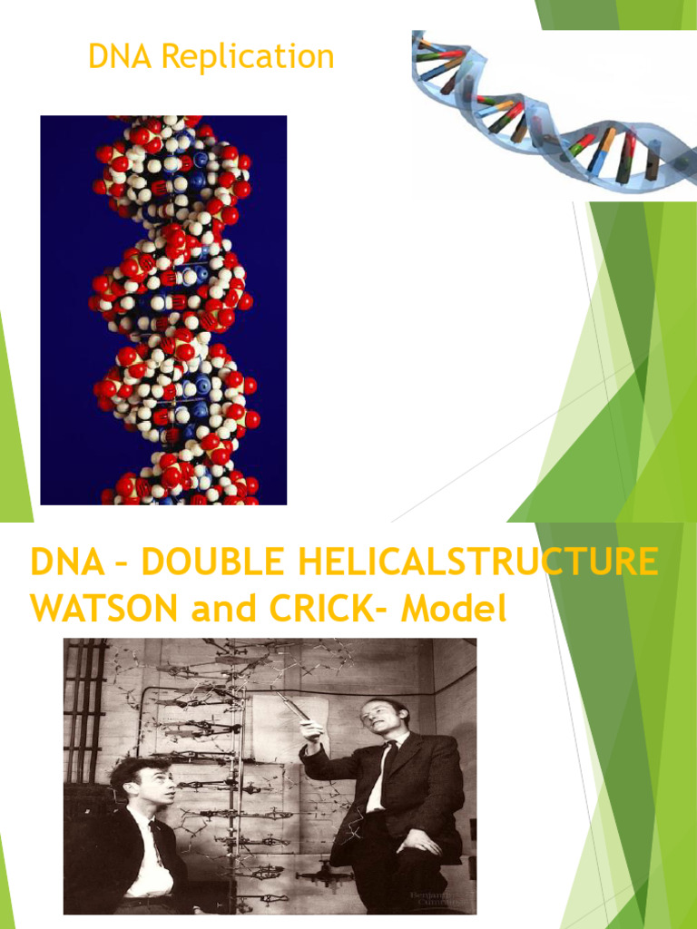Understanding DNA Replication Process | PDF | Dna Replication | Primer ...