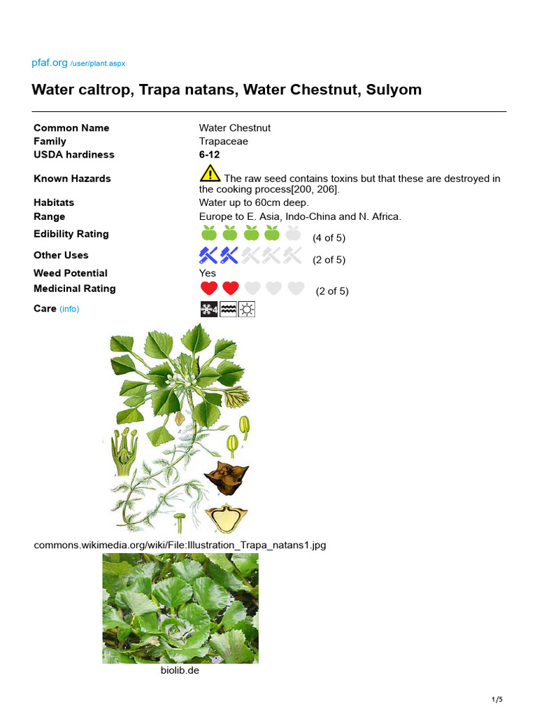 Növények - Water Caltrop, Trapa Natans, Water Chestnut, Sulyom (Pfaf ...