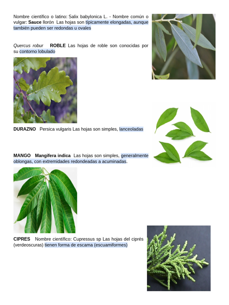 Nombre Científico de 15 Hojas | PDF