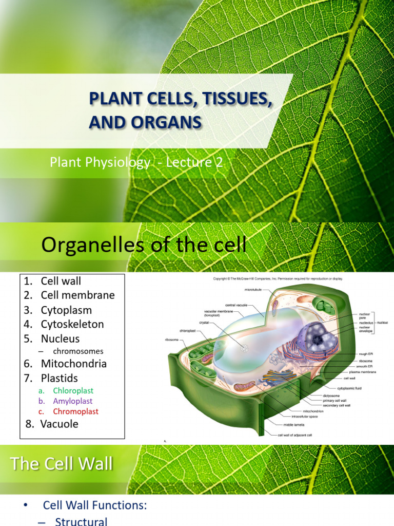 2. Plant Organization | PDF | Tissue (Biology) | Plant Stem