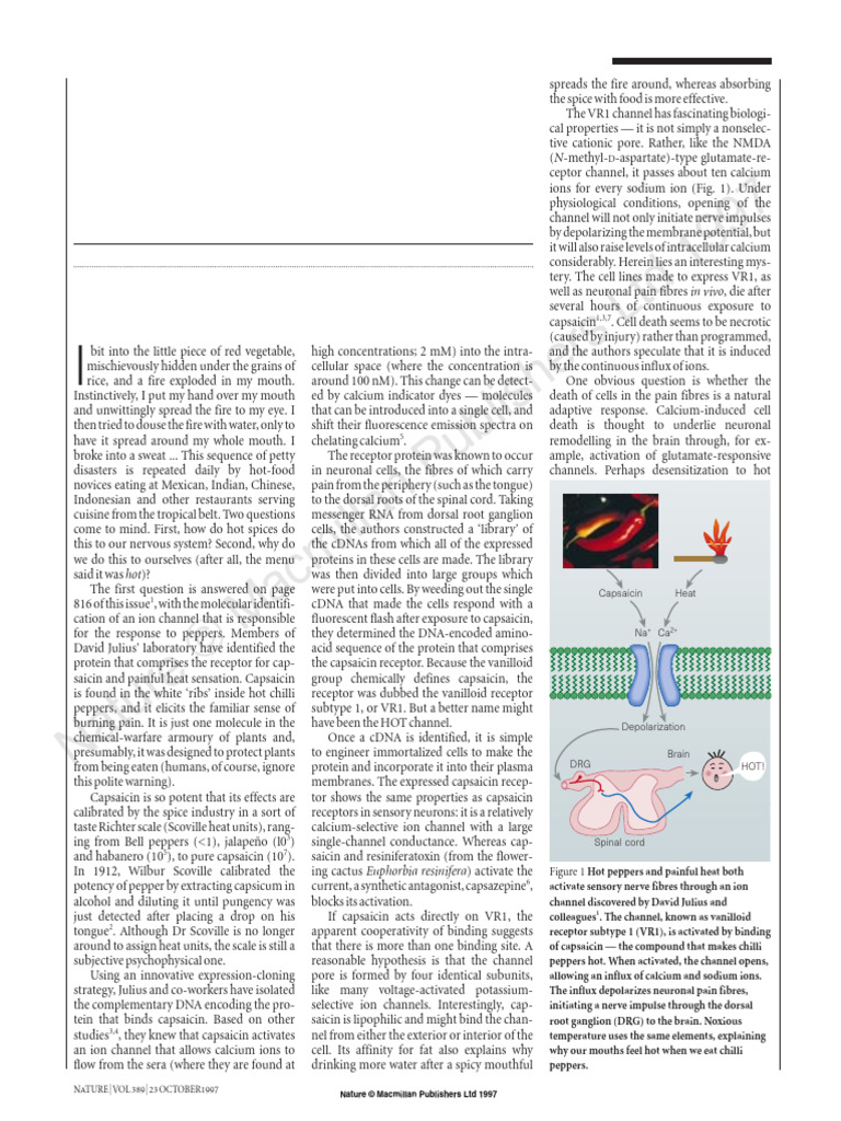 Capsacin Review | PDF | Senses | Depolarization