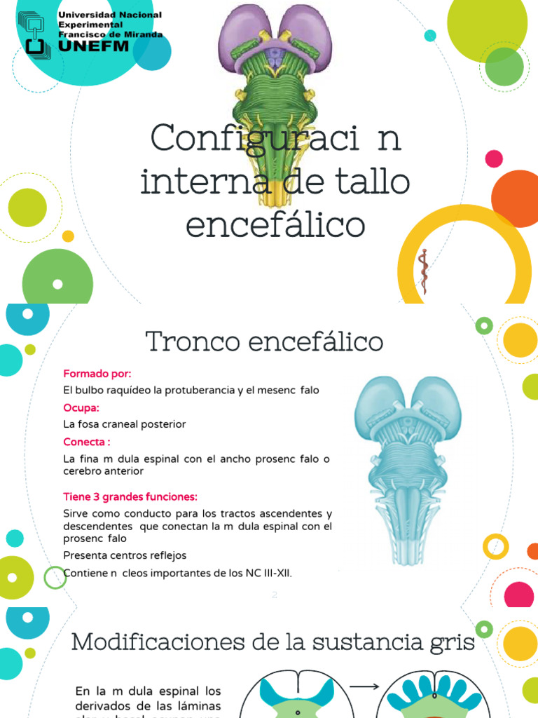 Unidad II- Tema 6- Conf In260118_144319 | PDF | Sistema nervioso ...