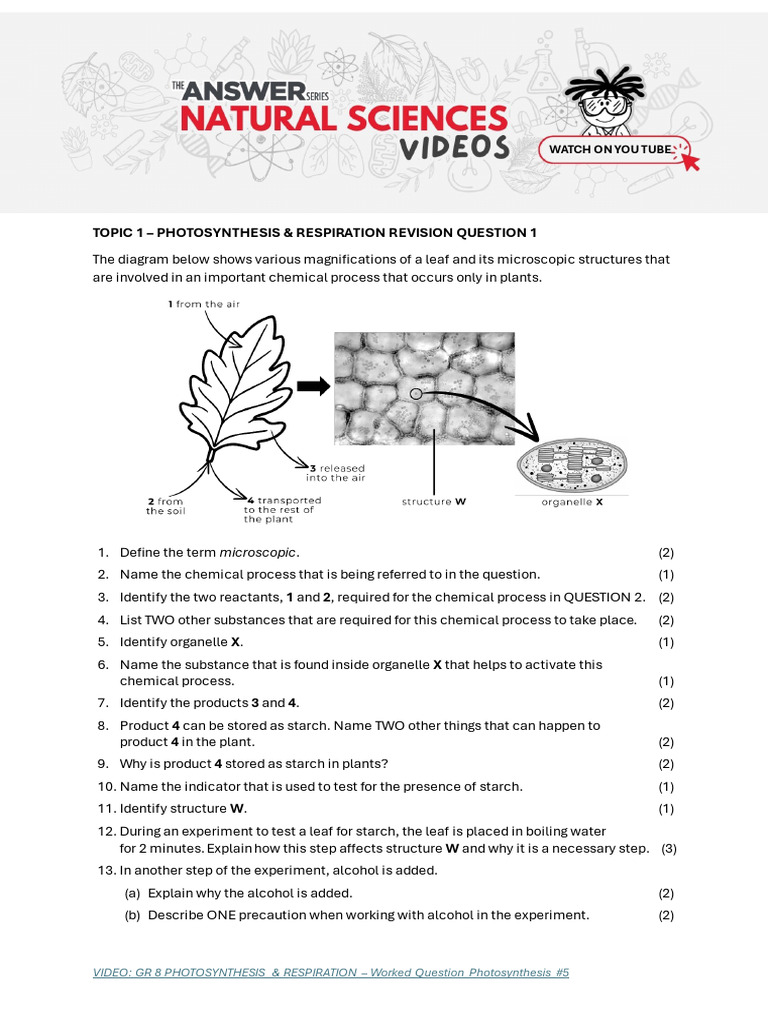 Gr 8 NS TOPIC 1 Photosynthesis Respiration Worksheet 1 and Memo ENG | PDF | Photosynthesis | Leaf
