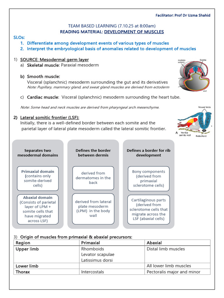 Reading material- DEVELOPMENT OF MUSCLES mam uzma | PDF | Muscle | Anatomy