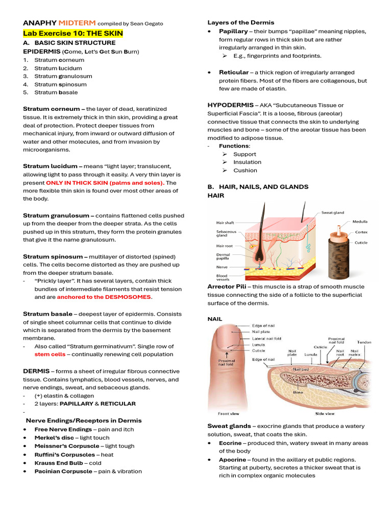 Skin and Skeleton Anatomy Overview | PDF | Vertebra | Pelvis