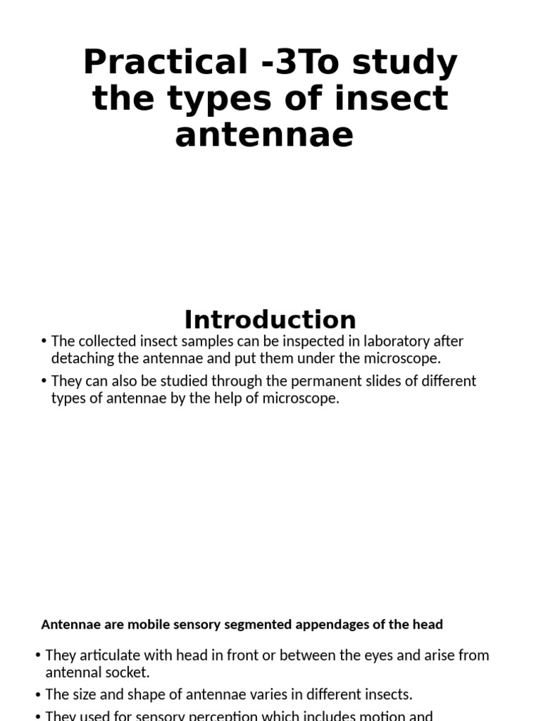Practical -3To Study the Types of Insect | PDF | Arthropods | Insects