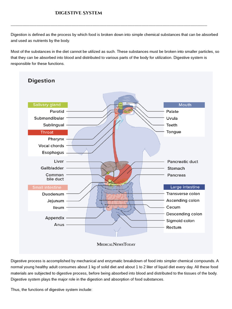 Digestive System_20250707_113316_0000 | PDF | Stomach | Digestion
