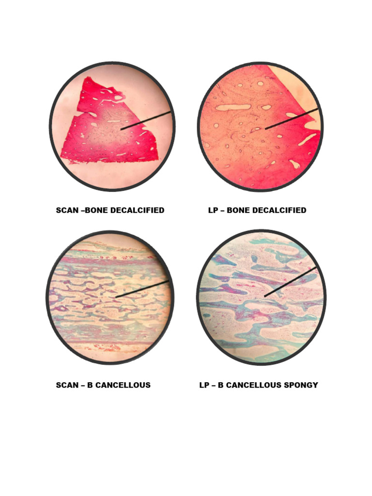 ANAPHY (1) | PDF