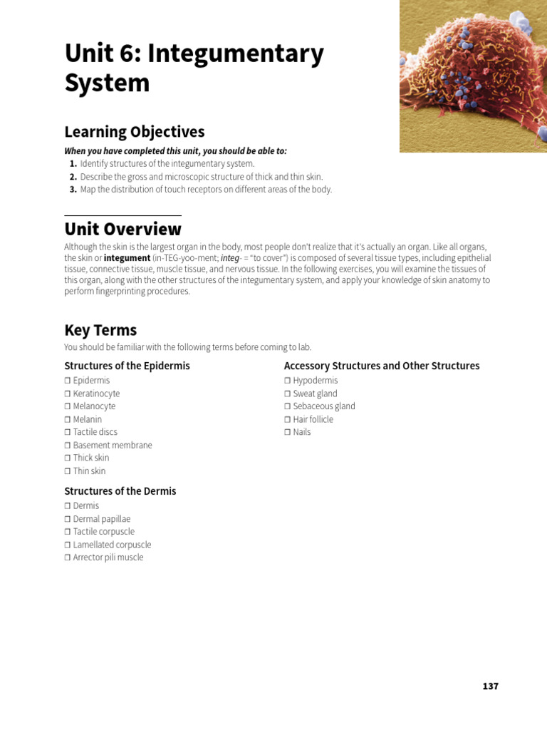 Unit 6-Integumentary System | PDF | Skin | Integumentary System