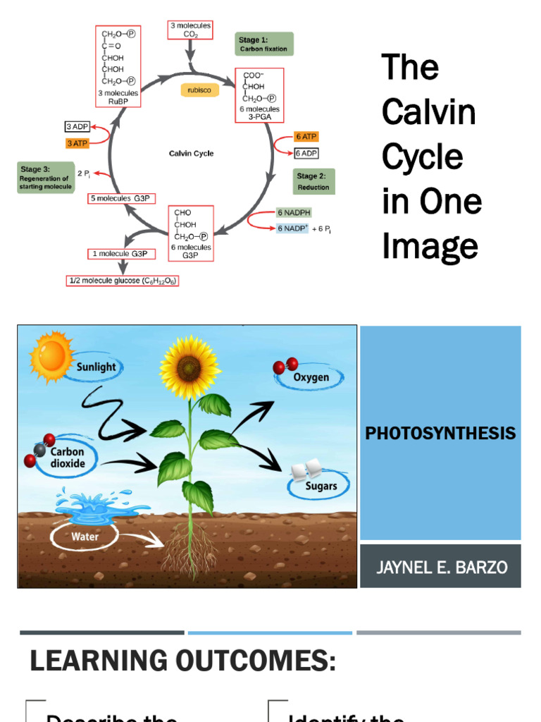 Understanding the Calvin Cycle Process | PDF
