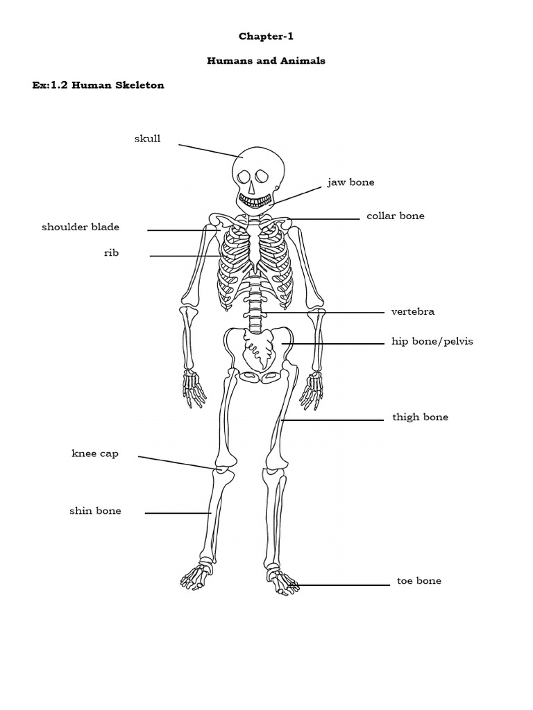Chapter 1 Ex(1.2) the Human Skeleton | PDF