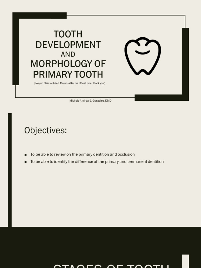 Tooth Development and Morphology of Primary Tooth 2 | PDF