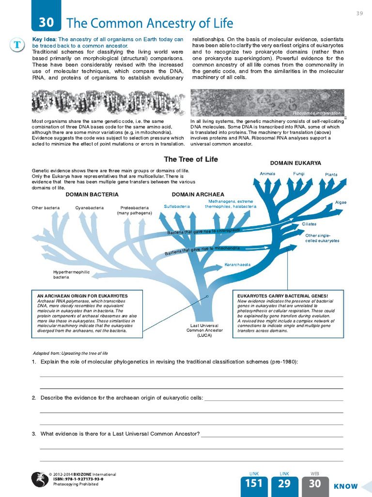 Common Ancestry of Life Explained | PDF | Archaea | Eukaryotes