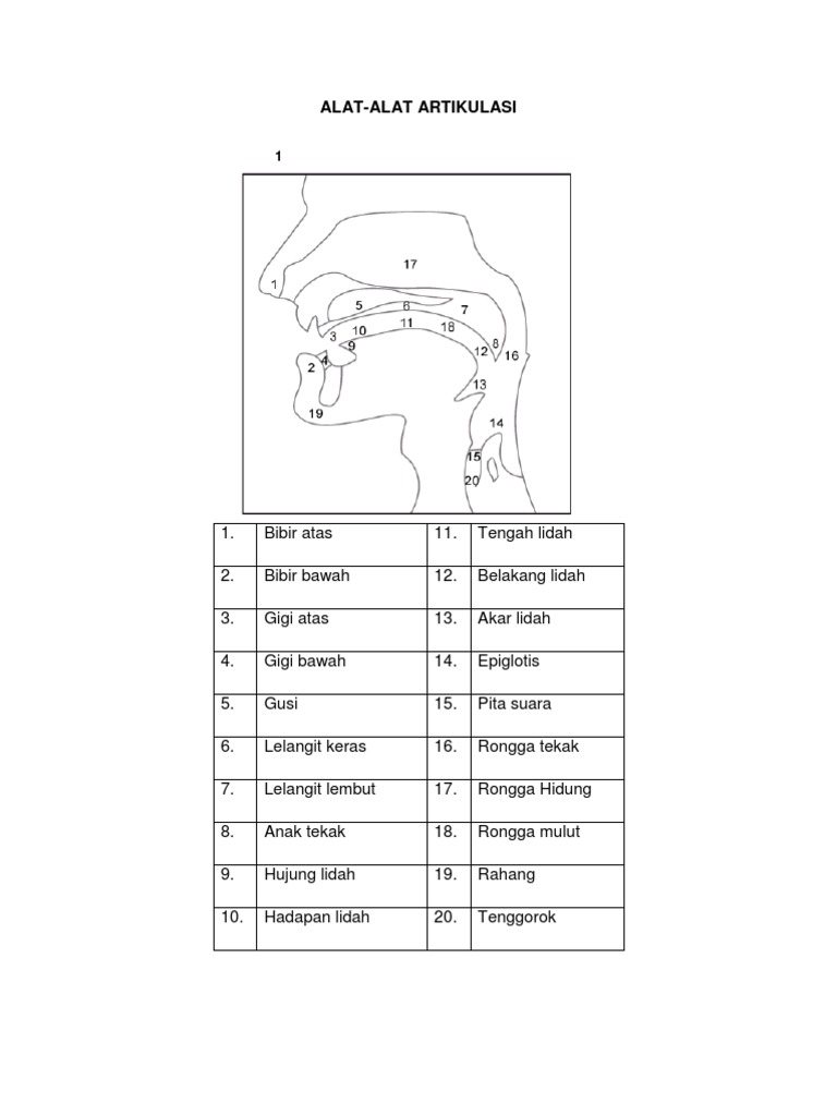 ALAT Artikulasi | PDF